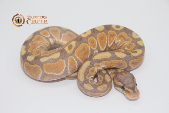 Banana Honey Ball Python by Breeder's Circle