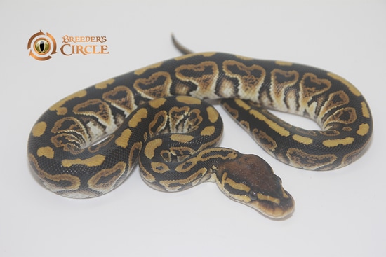 Ahi Poss Honey Ball Python by Breeder's Circle
