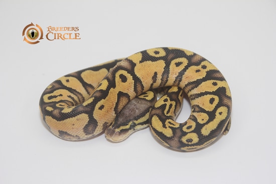 Citrus Pastel Yellowbelly Ball Python by Breeder's Circle