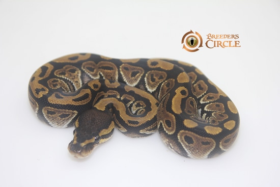 Normal Ball Python by Breeder's Circle