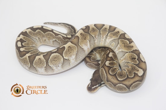 Bamboo Ball Python by Breeder's Circle