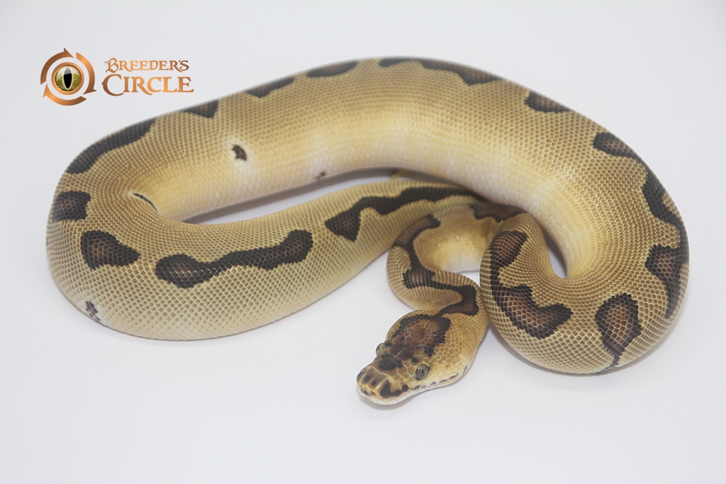 Enchi Blade Clown Ball Python by Breeder's Circle - MorphMarket