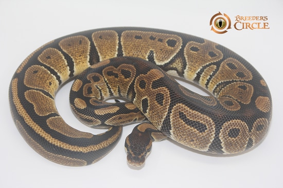 Normal Ball Python by Breeder's Circle