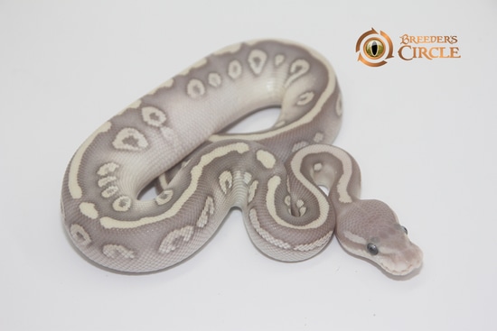 Mystic Phantom Poss Banana Ball Python by Breeder's Circle