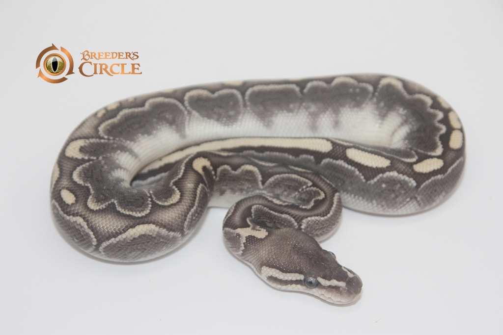 Bamboo Black Pastel Ball Python by Breeder's Circle - MorphMarket