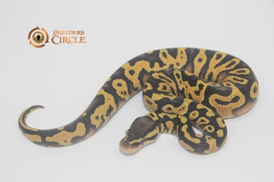 Pastel Yellowbelly Ball Python by Breeder's Circle