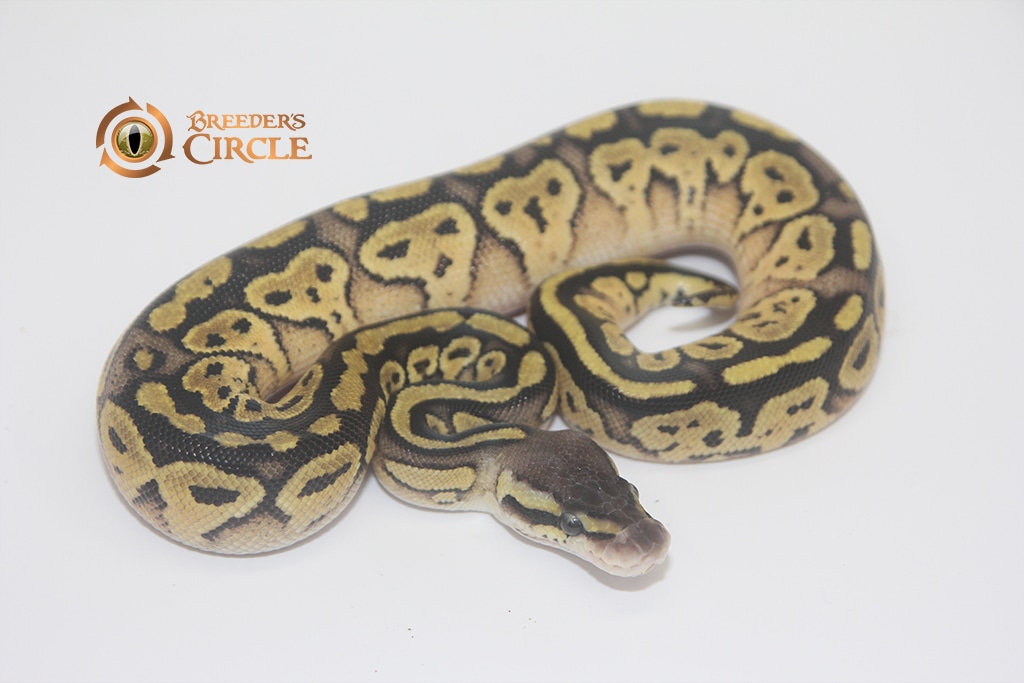 Pastel Bongo Ball Python by Breeder's Circle - MorphMarket