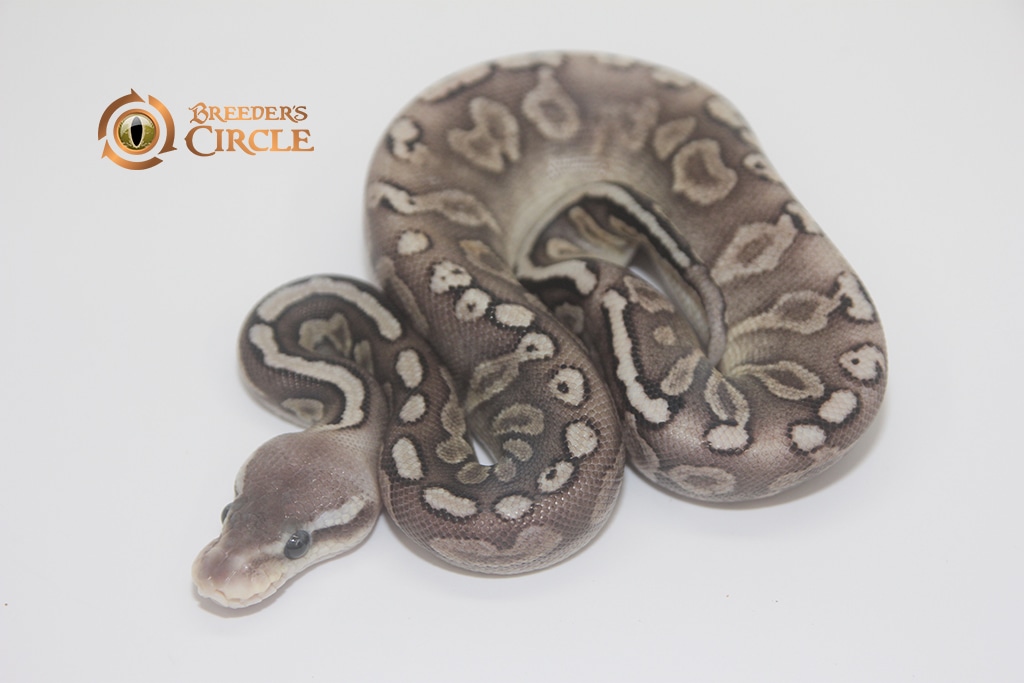 Pewter 66% Het Ultramel Ball Python by Breeder's Circle - MorphMarket