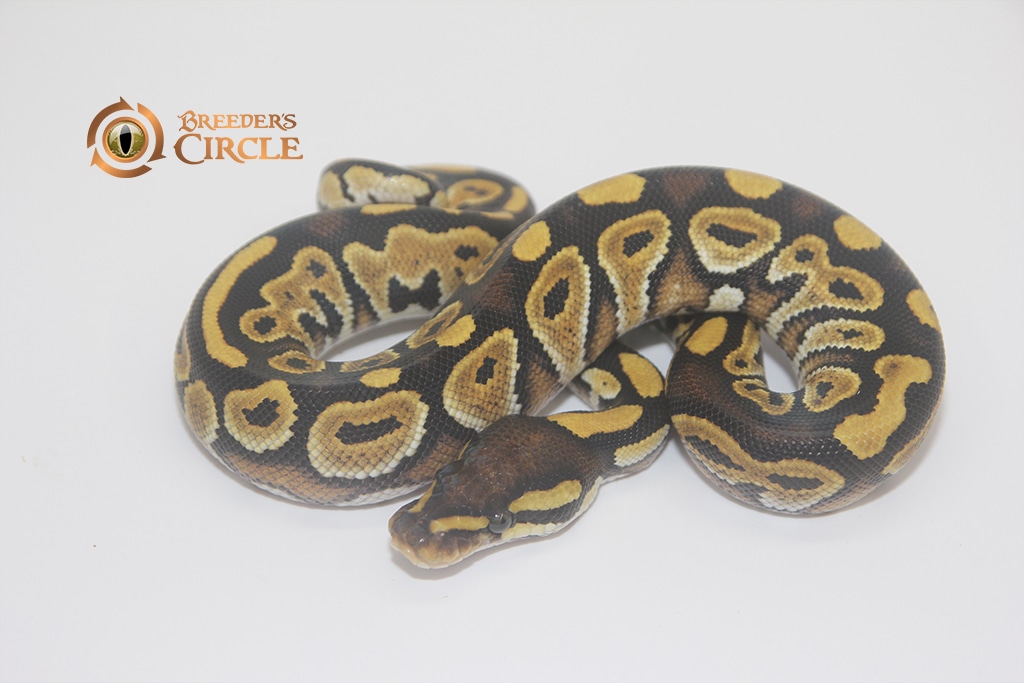 Lesser Yellowbelly Ball Python by Breeder's Circle - MorphMarket