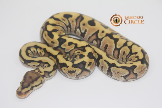Hidden Gene Woma Granite Yellowbelly Ball Python by Breeder's Circle