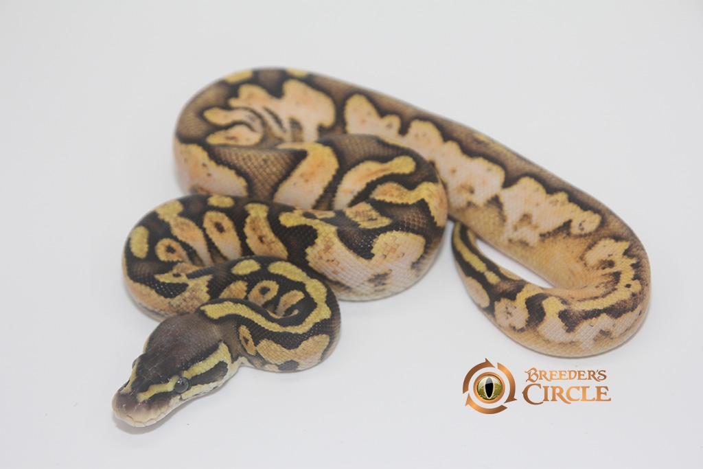 Pastel Calico Ball Python by Breeder's Circle - MorphMarket