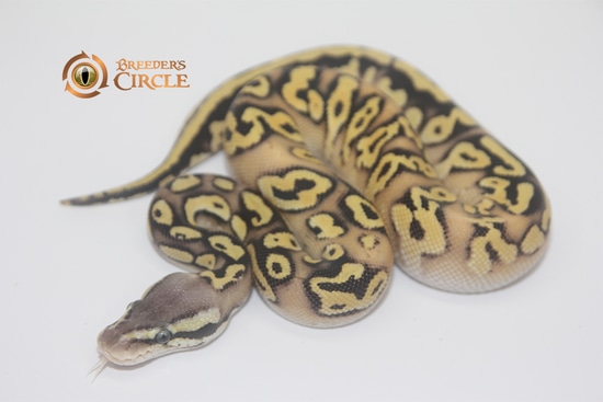 Super Orange Dream Pastel Phantom Yellowbelly Ball Python by Breeder's Circle