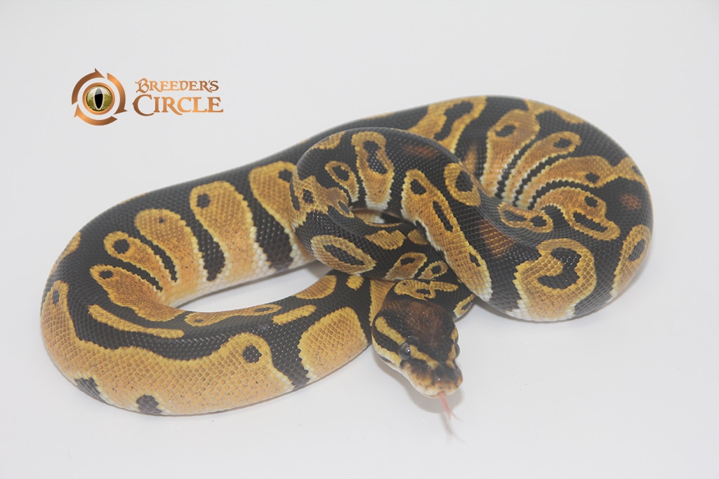 Orange Dream Fire Ball Python by Breeder's Circle - MorphMarket