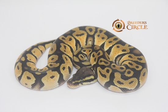 Pastel Ball Python by Breeder's Circle