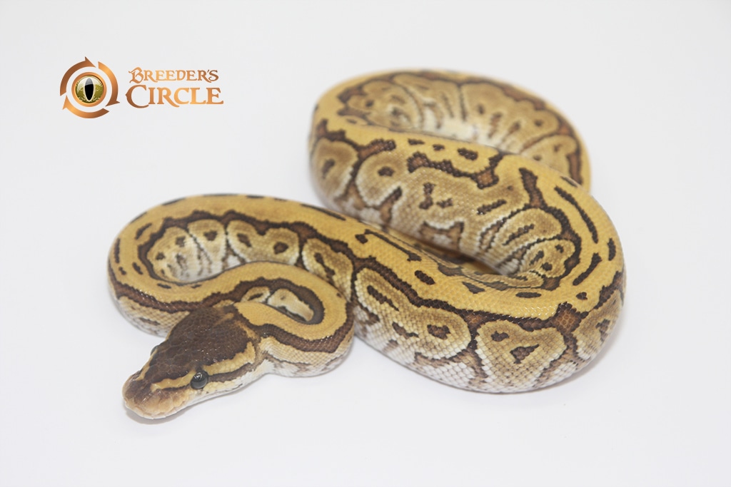 Mojave Pinstripe 100% Het Ultramel Ball Python by Breeder's Circle ...