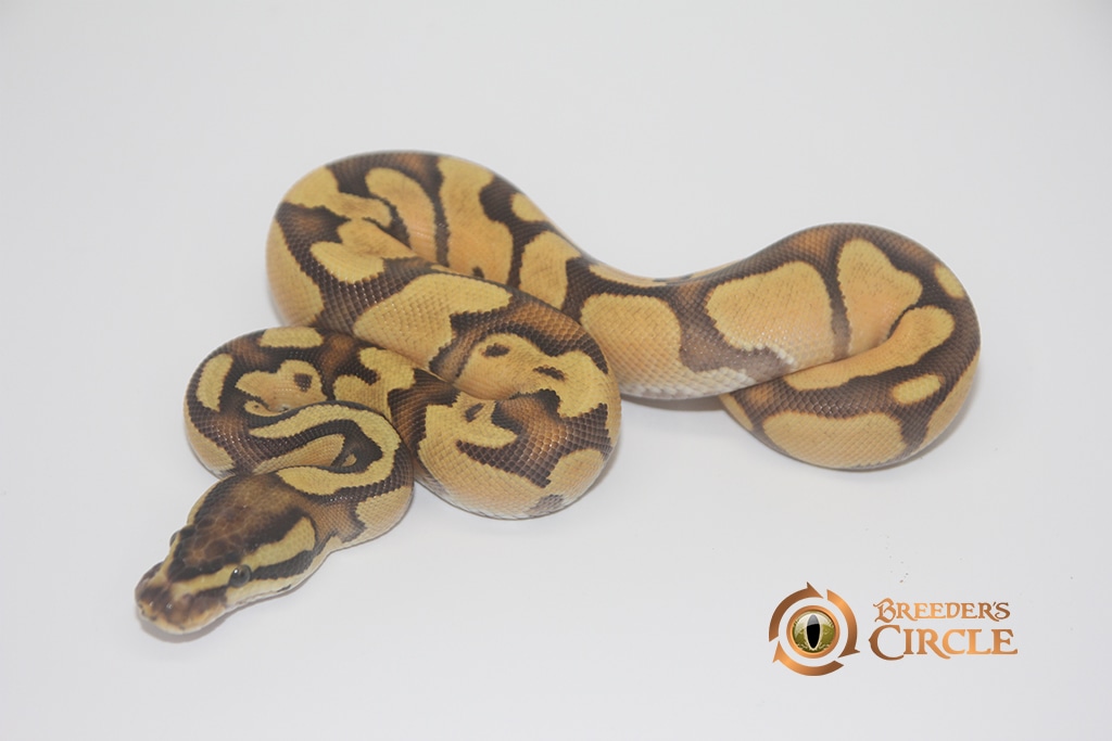 Orange Dream Enchi FIre Ball Python by Breeder's Circle - MorphMarket