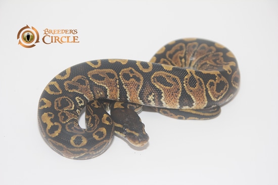 Blitz Ball Python by Breeder's Circle