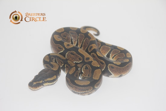Normal Ball Python by Breeder's Circle