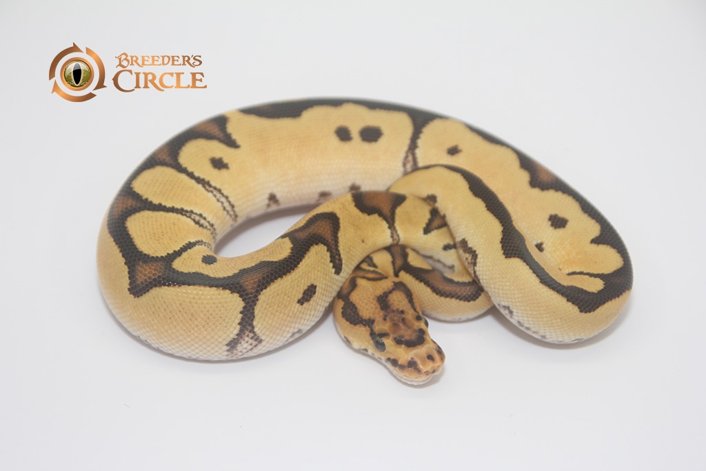 Orange Dream Fire Clown Ball Python by Breeder's Circle - MorphMarket