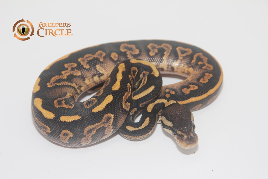 Black Pastel Yellowbelly 100% Het Pied 50% Het Paint Ball Python by ...