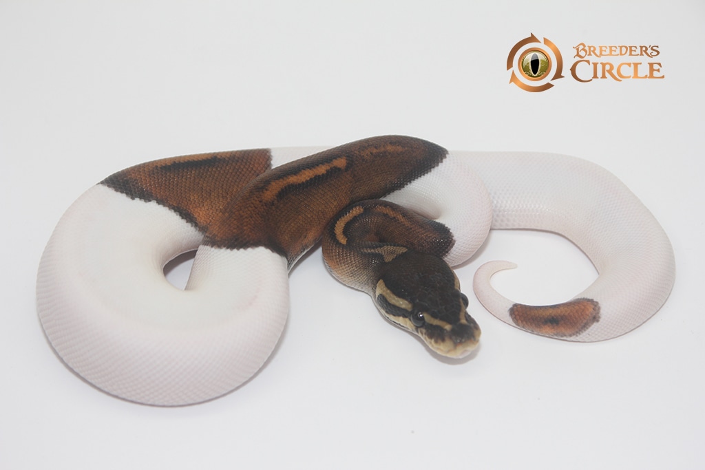 Black Pastel Pied Ball Python by Breeder's Circle - MorphMarket