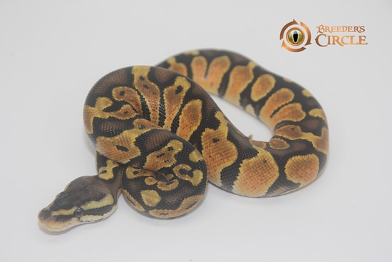 Pastel Ball Python by Breeder's Circle
