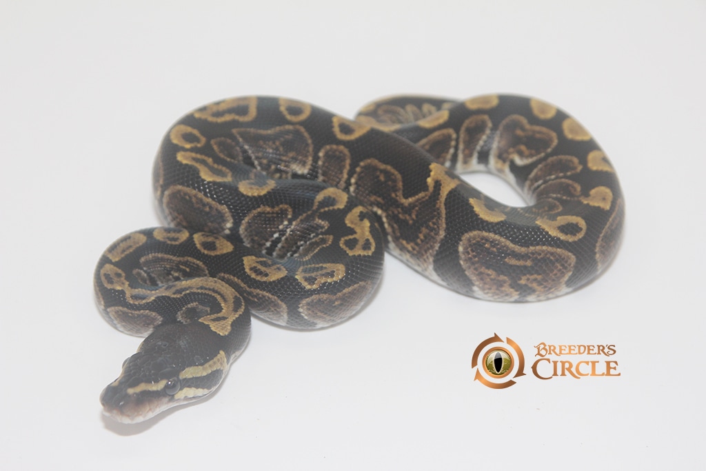 Ghi Ball Python by Breeder's Circle - MorphMarket