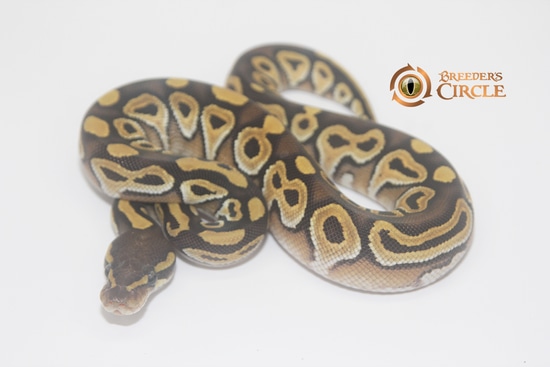 Mojave Vanilla Ball Python by Breeder's Circle