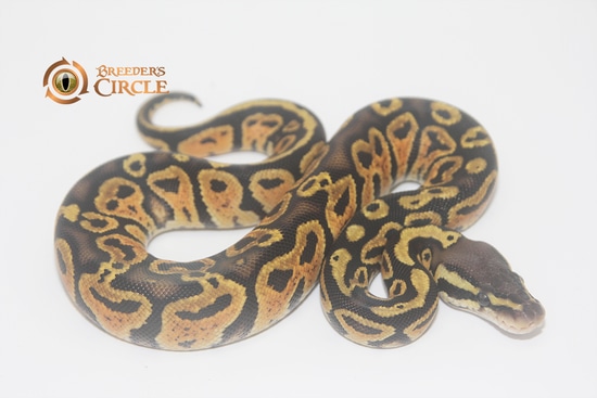 Pastel Ball Python by Breeder's Circle