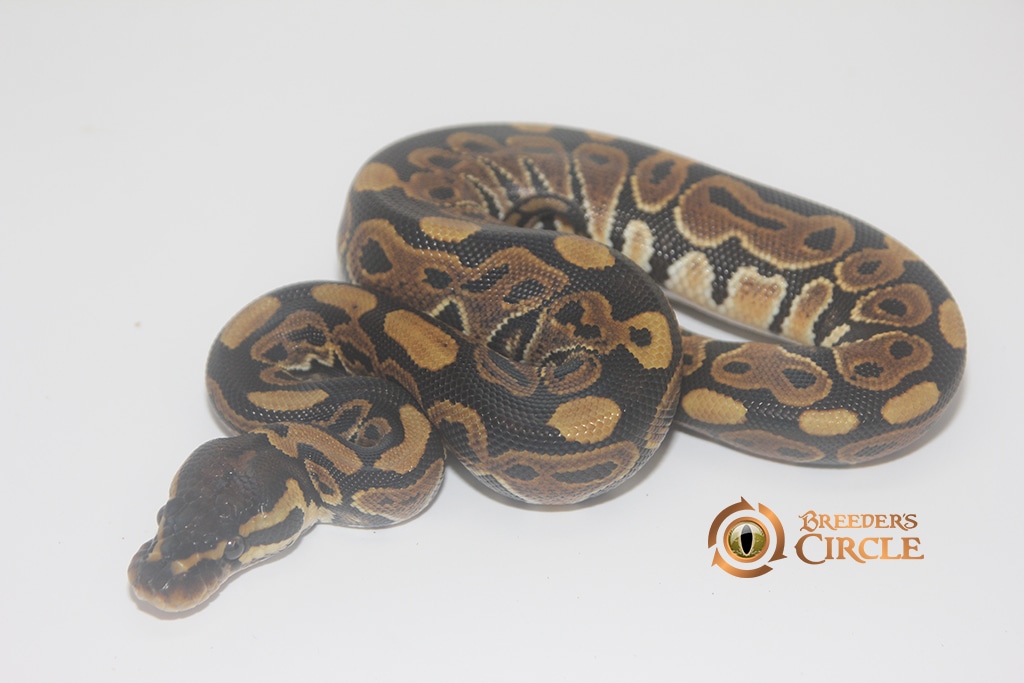 Het Red Axanthic Ball Python by Breeder's Circle - MorphMarket
