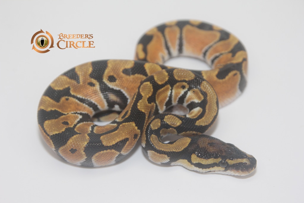 Orange Dream Ball Python by Breeder's Circle - MorphMarket