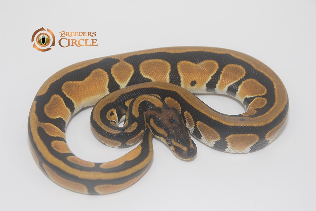 Orange Dream Harlequin Ball Python by Breeder's Circle - MorphMarket