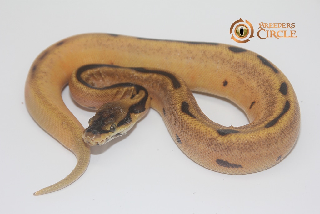 Orange Dream Leopard Spider Sugar Harlequin Ball Python by Breeder's Circle - MorphMarket