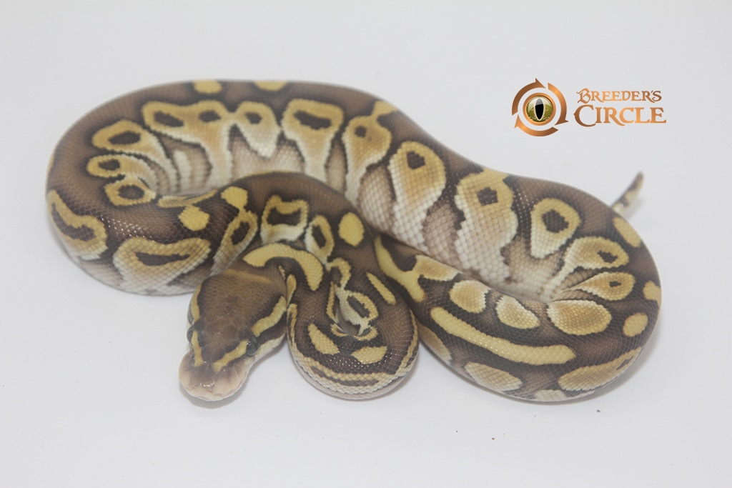 Lesser 100% Het Ultramel Ball Python by Breeder's Circle - MorphMarket