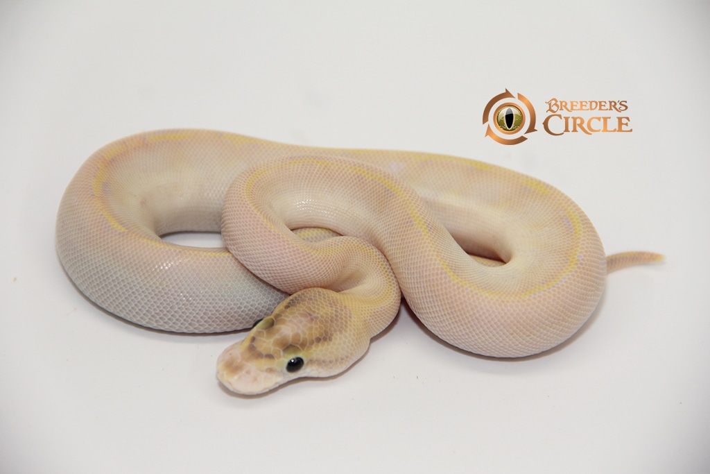 Ivory Flame Or Vanilla Ball Python by Breeder's Circle - MorphMarket