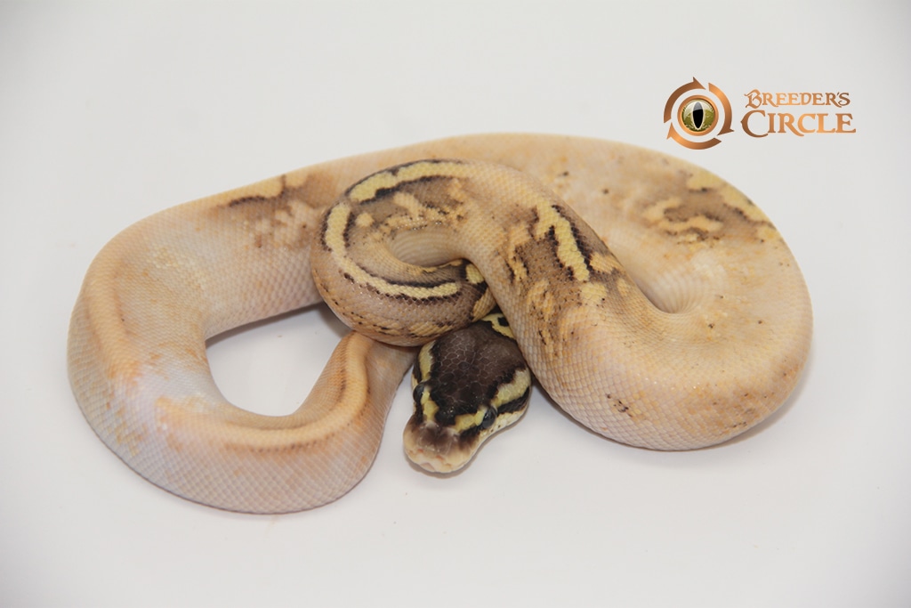 Citrus Pastel Whiteout Poss Yellowbelly Ball Python by Breeder's Circle ...