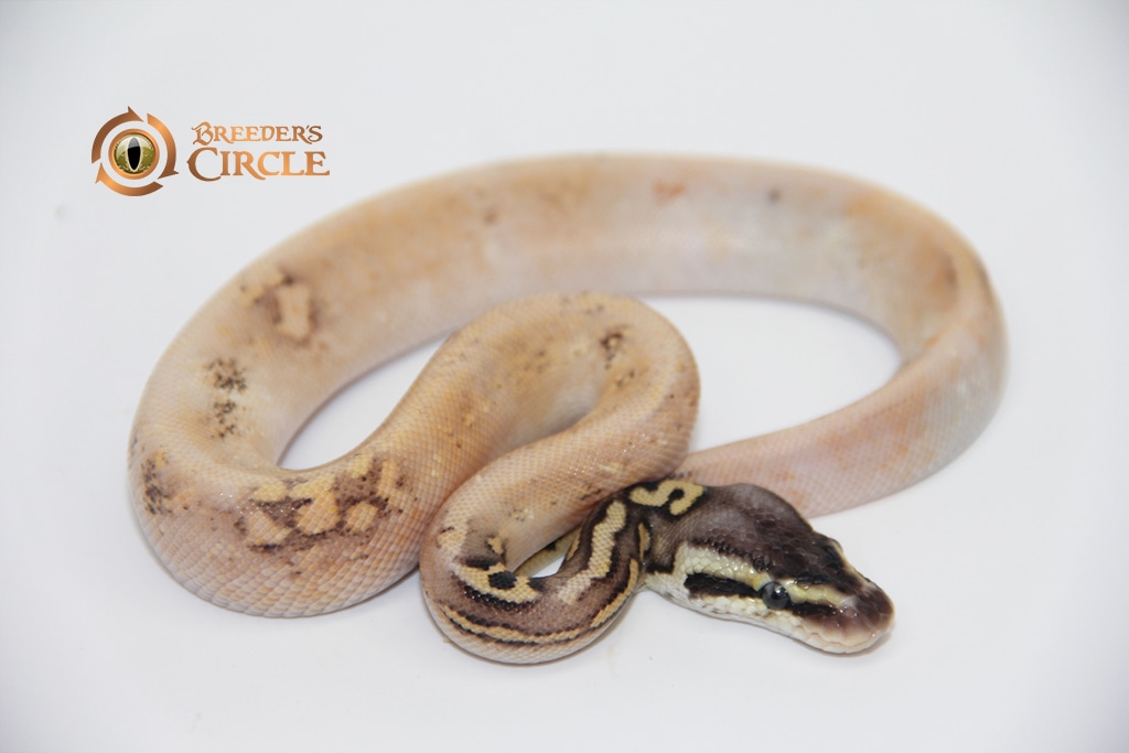 Citrus Pastel Whiteout Poss Yellowbelly Ball Python by Breeder's Circle ...