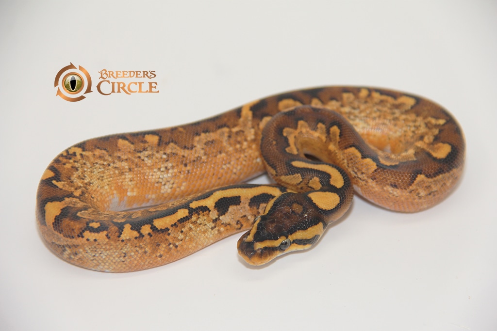 Orange Dream Whiteout Yellowbelly Ball Python by Breeder's Circle ...
