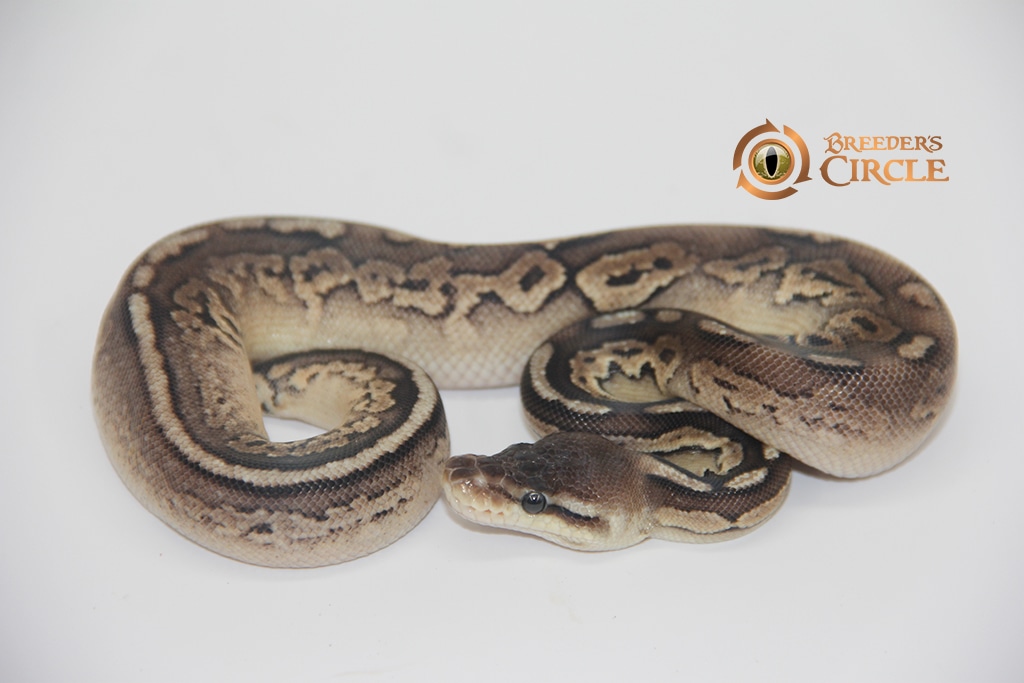 Pewter Ball Python by Breeder's Circle - MorphMarket
