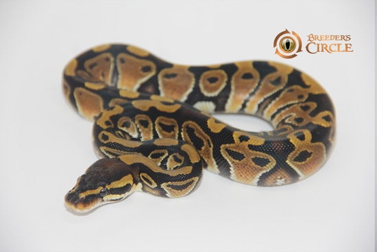 Normal Ball Python by Breeder's Circle