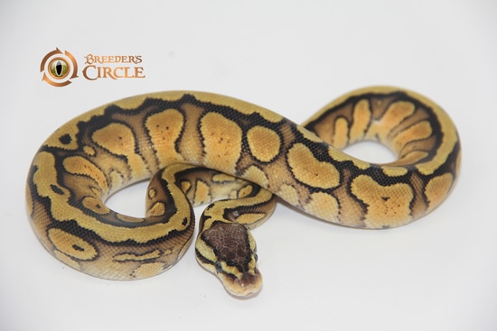 Pastel Super Red Stripe 50% Het Clown 50% Het G-Stripe Ball Python by ...