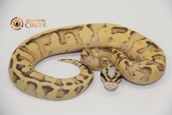 Pastel Enchi Vanilla Cream Ball Python by Breeder's Circle