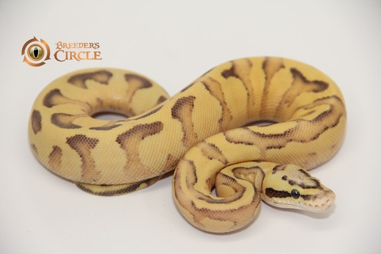 Pastel Enchi Vanilla Cream Ball Python by Breeder's Circle
