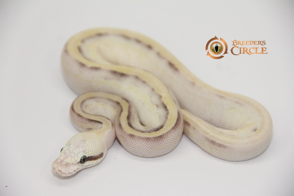 Pastel Lesser Leopard Fire Cailco Poss Yellowbelly Ball Python by ...