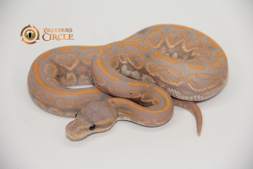 Banana Black Pastel Ball Python by Breeder's Circle - MorphMarket