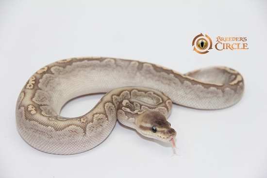 Bamboo Black Pastel Ball Python by Breeder's Circle