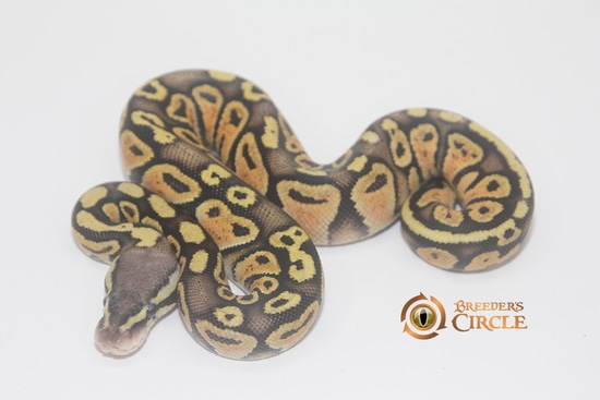 Pastel Marvel Poss Vanilla Ball Python by Breeder's Circle