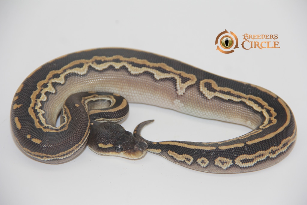 Black Head Mojave Het Red Axanthic Ball Python by Breeder's Circle ...