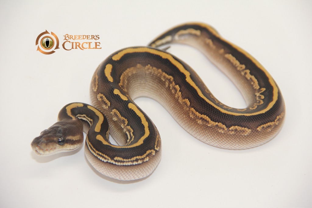 Black Pastel Mojave Ball Python by Breeder's Circle - MorphMarket