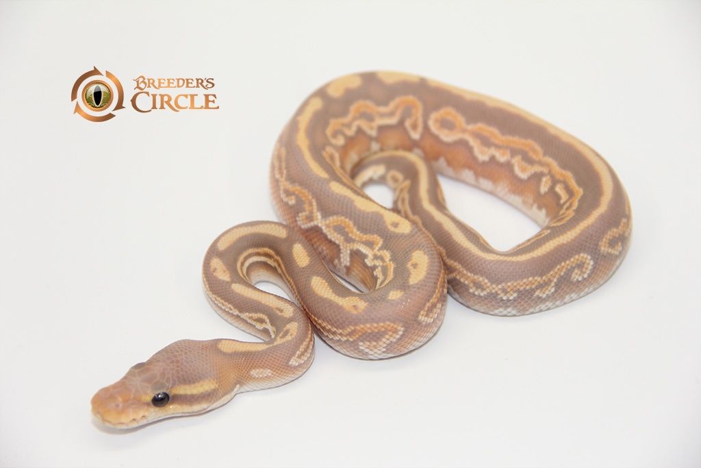 Banana Black Pastel Mojave Ball Python by Breeder's Circle - MorphMarket